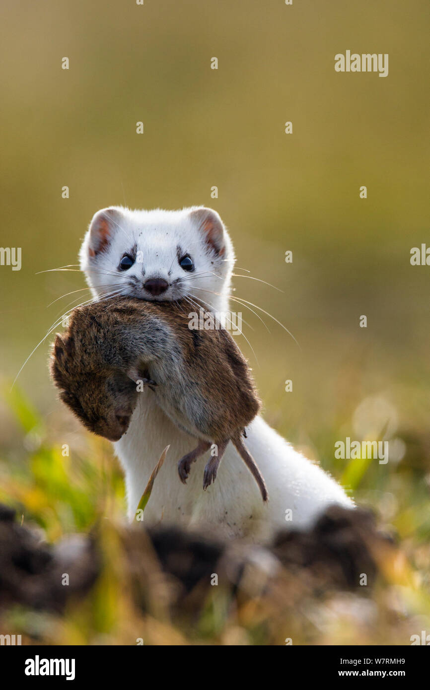 Stoat (Mustela ermina) in winter coat with vole prey, Germany, Europe ...