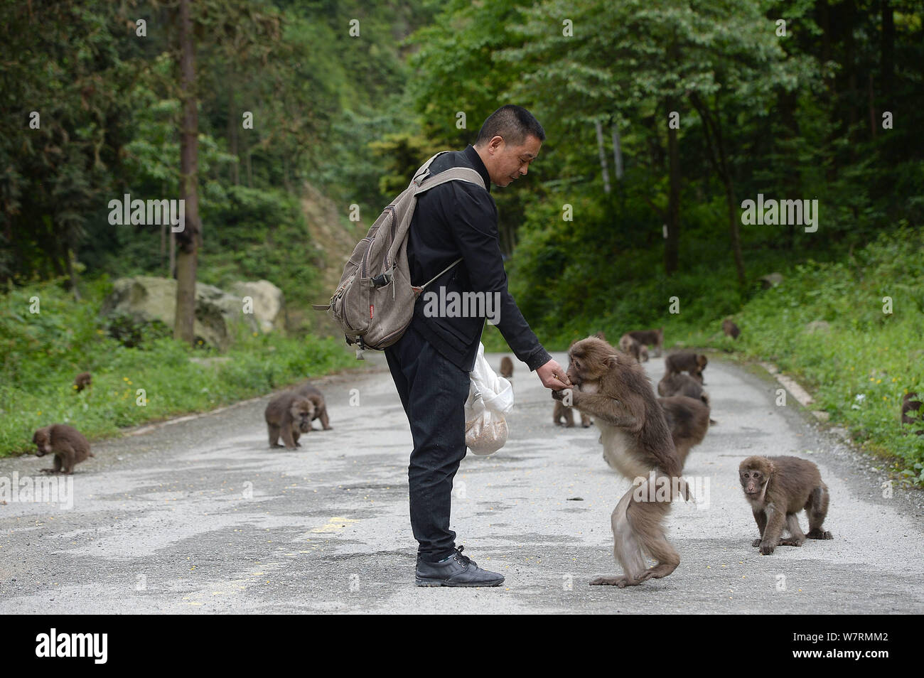 Chinese monkeys hi-res stock photography and images - Alamy