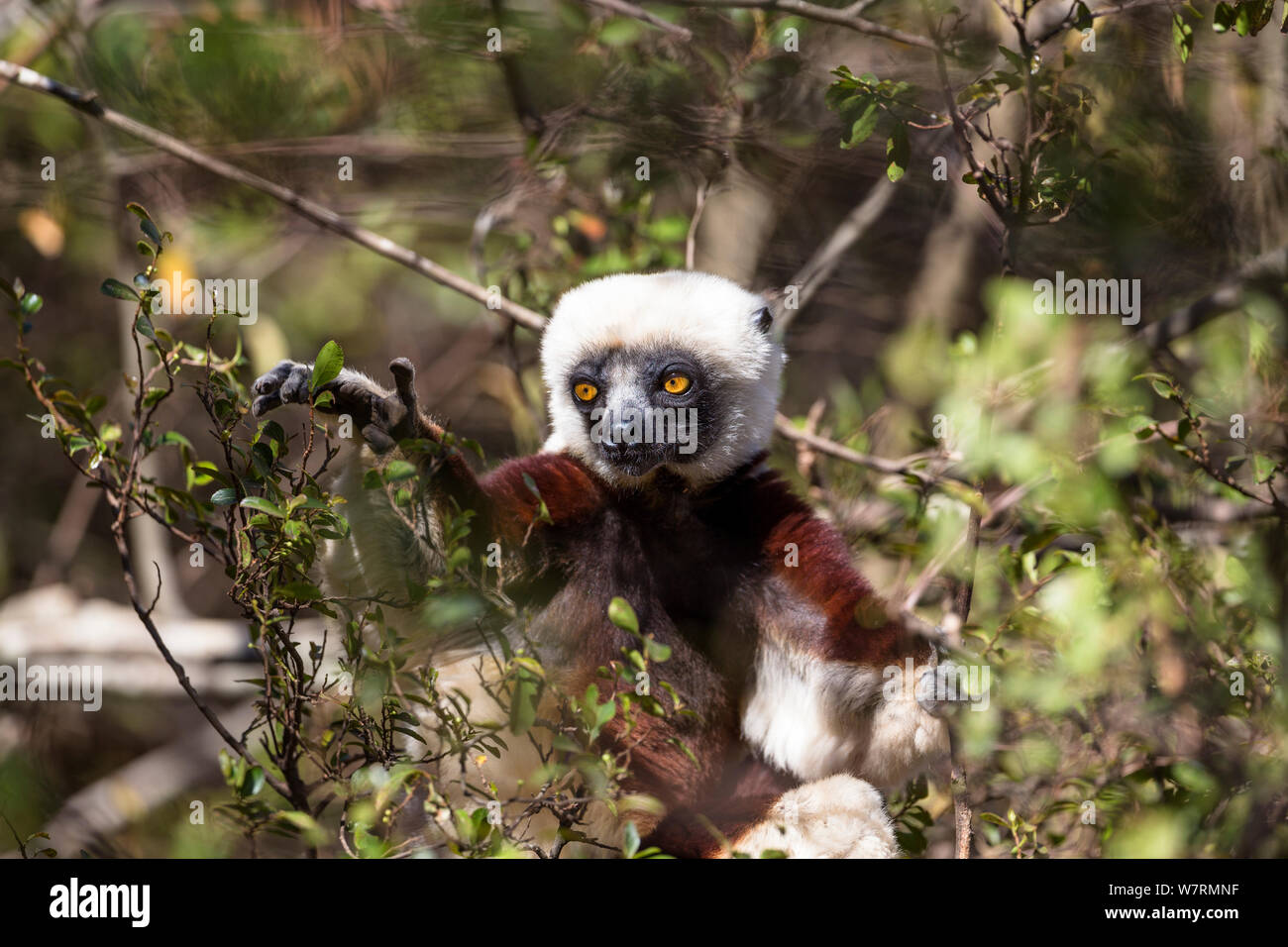 Coquerel sifaka hi-res stock photography and images - Alamy