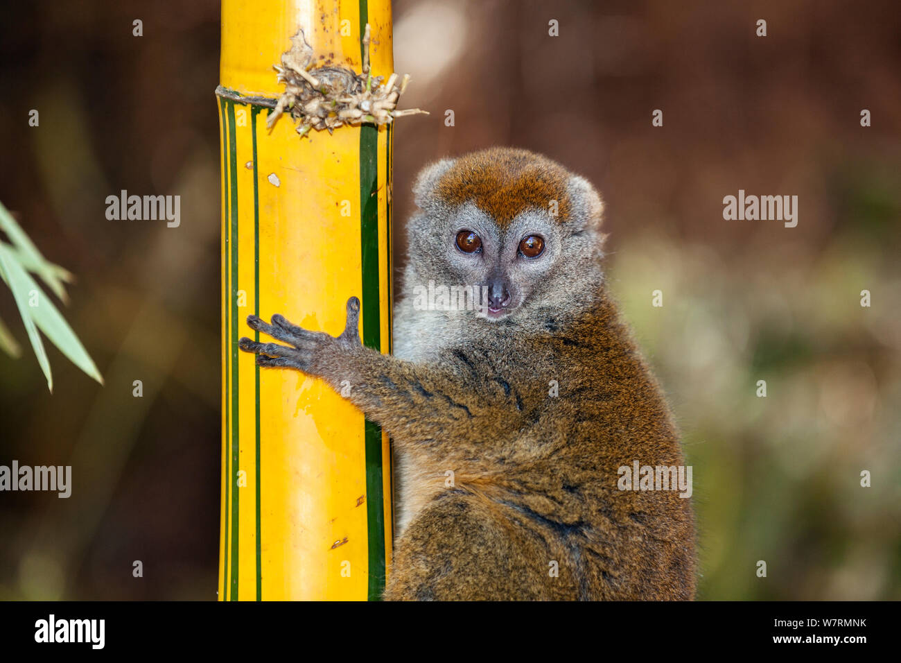 Eastern grey bamboo lemur hi-res stock photography and images - Alamy