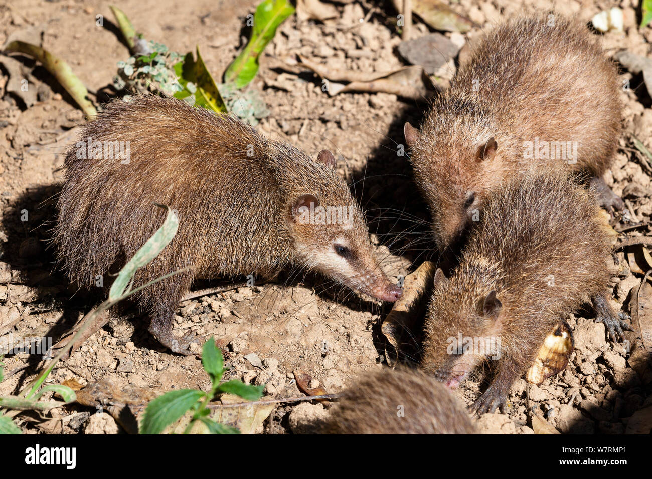 Setifer setosus hi-res stock photography and images - Alamy
