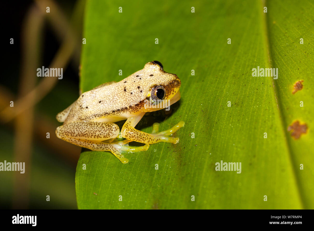 Frog (Heterixalus betsileo) on leaf, in the rainforest of Madagascar ...