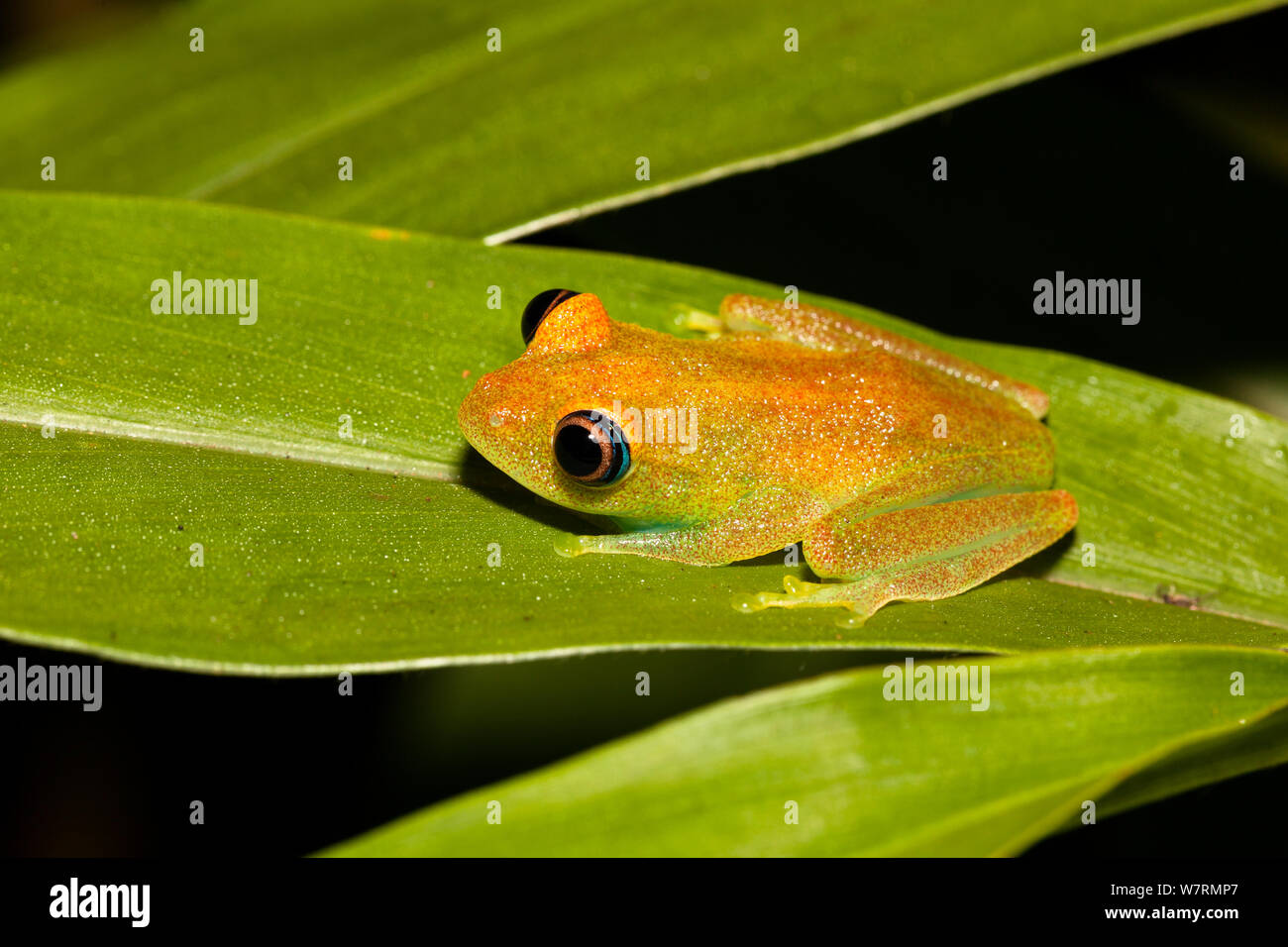 Frog (Boophis viridis) on leaf in the rainforest of Madagascar ...
