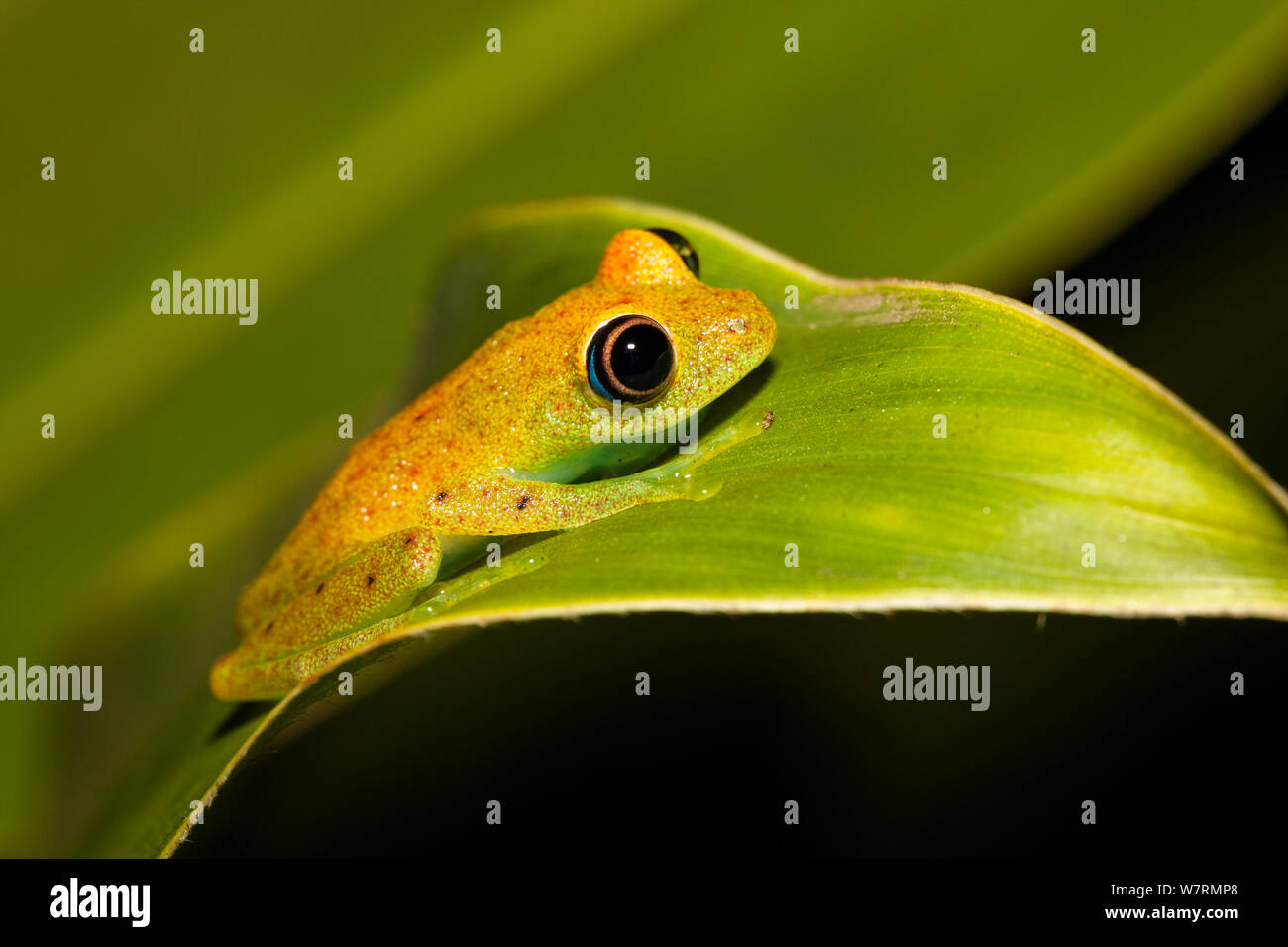 Frog (Boophis viridis) on leaf in the rainforest of Madagascar ...