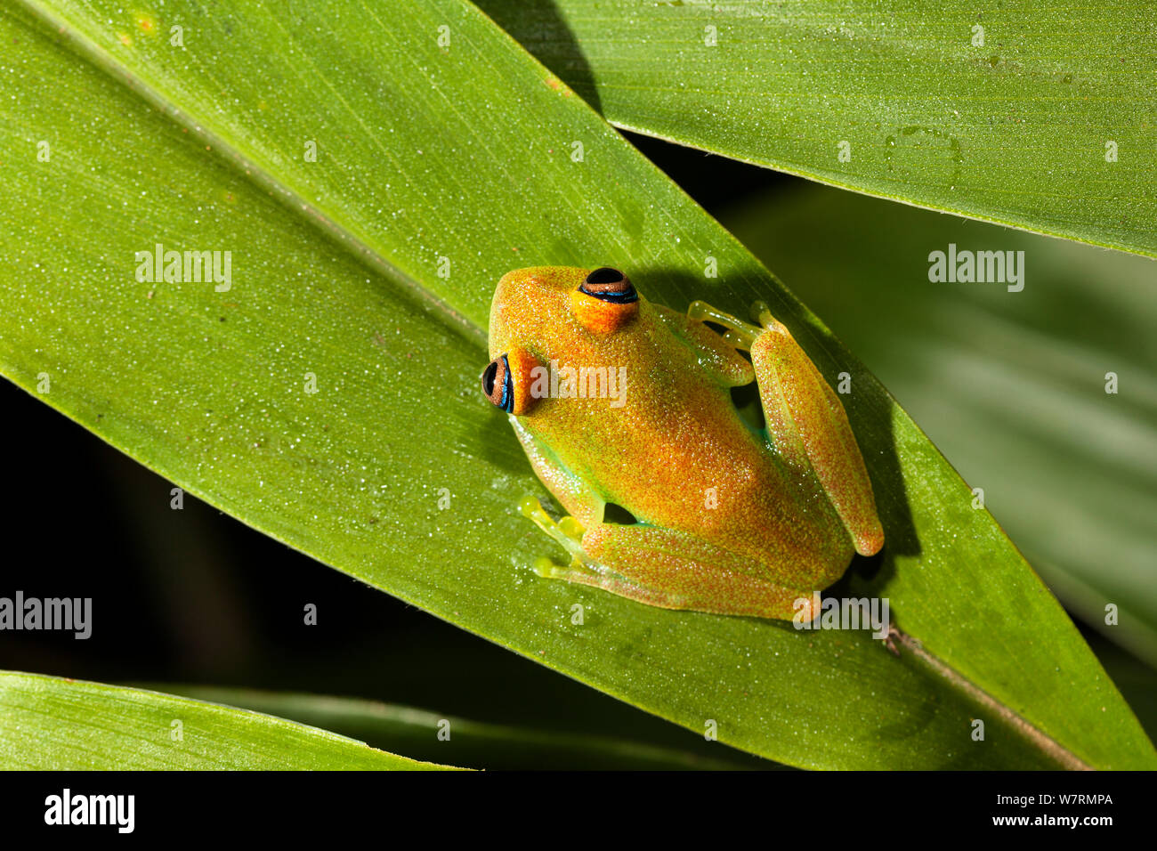 African Rainforest Frogs