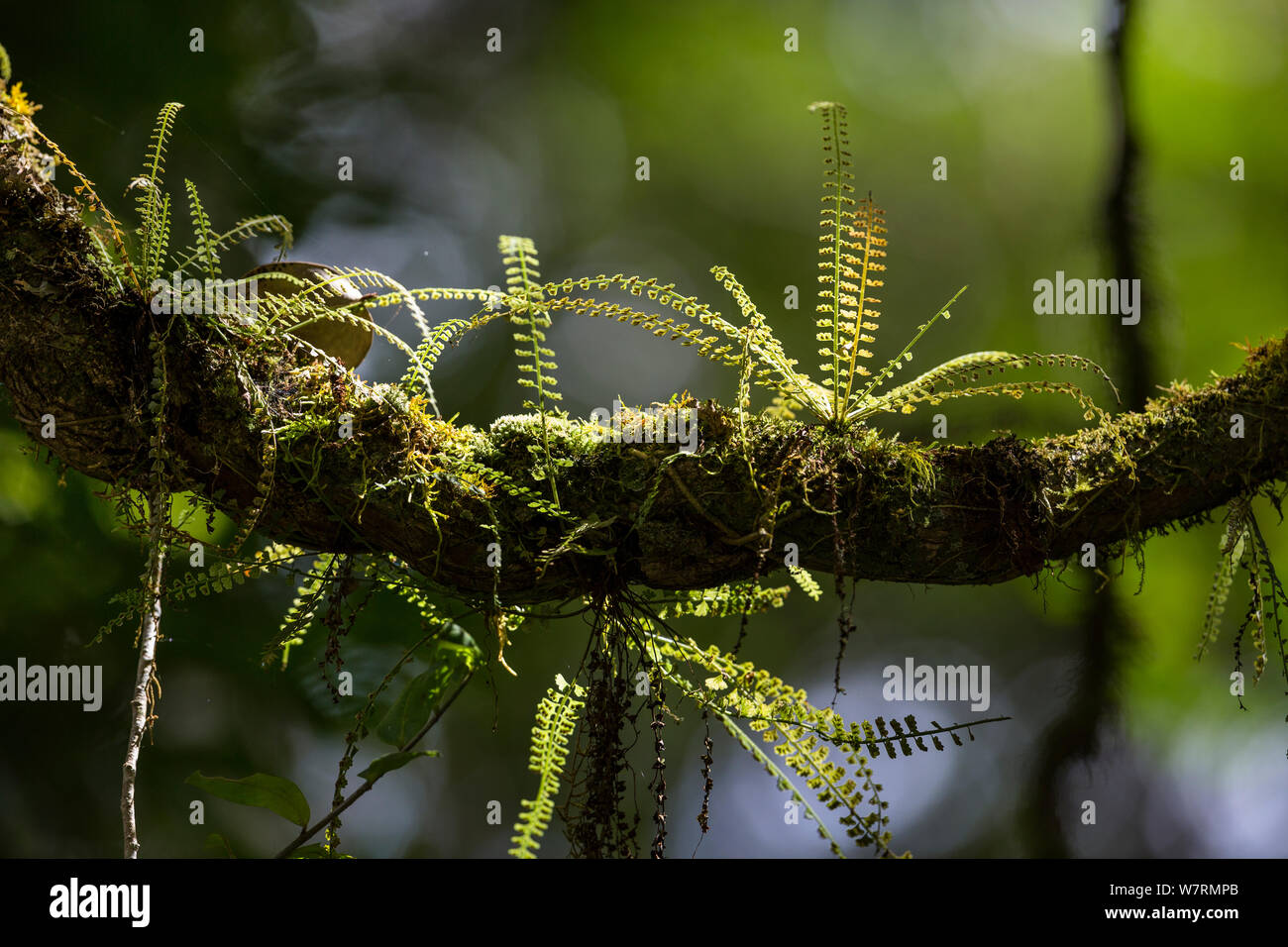 Tender ferns and mosses on liana in rainforest, Andasibe Mantadia ...