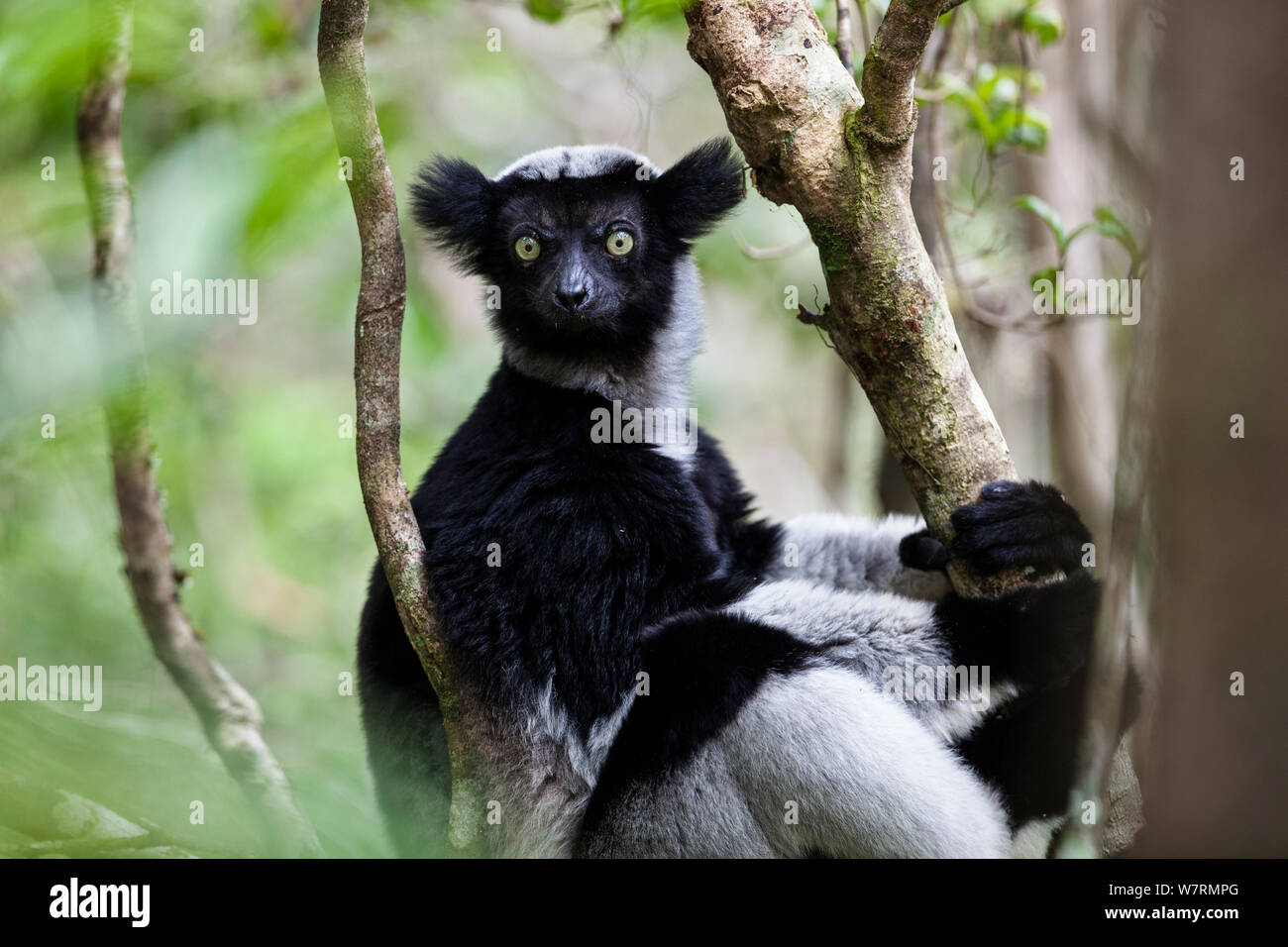 Indri (Indri indri) portrait, sitting in rainforest tree, Andasibe ...