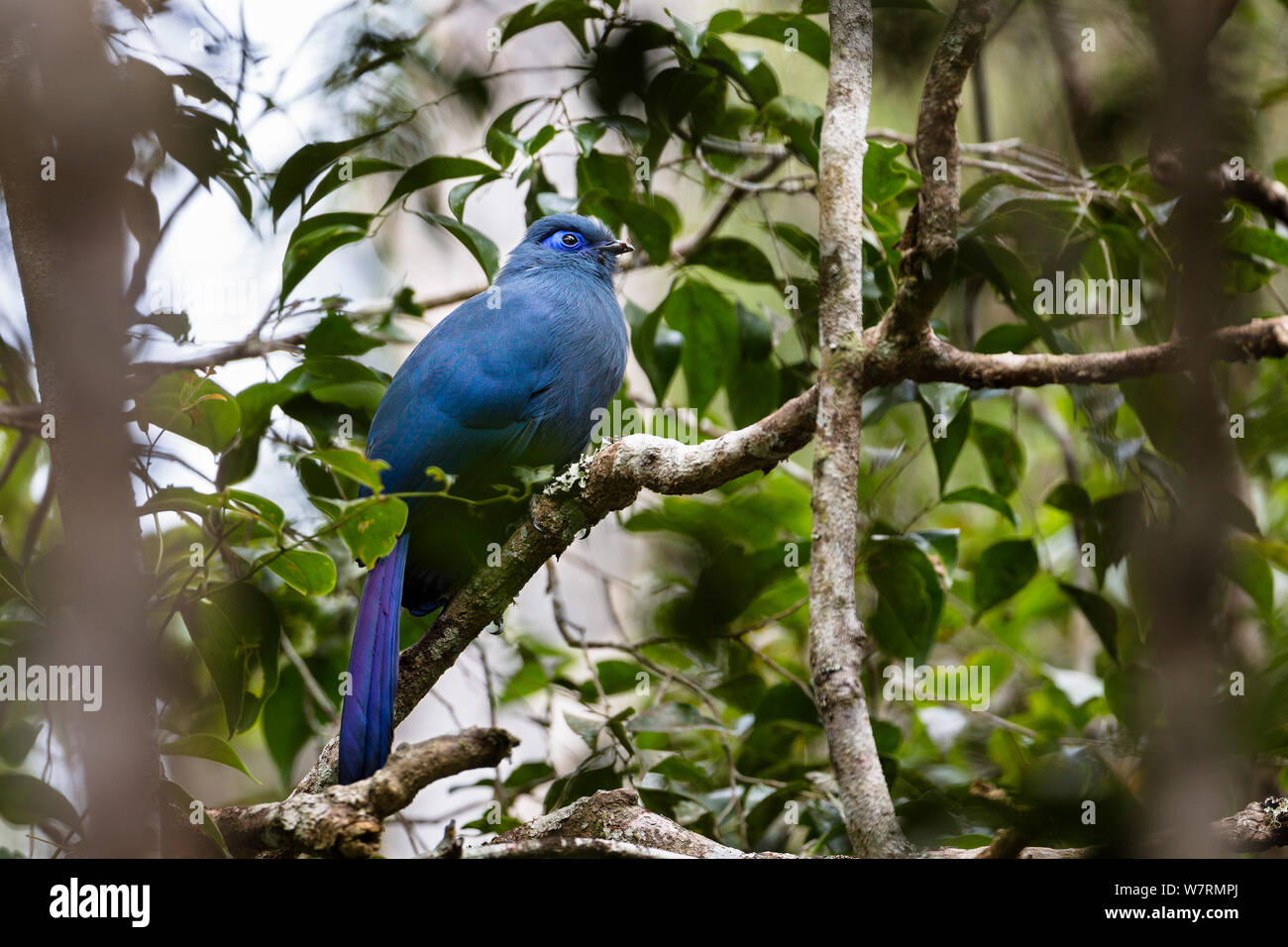 Blue Coua (Coua caerulea) perched on branch, Andasibe Mantadia National ...