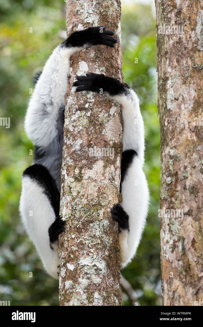 Indri (Indri indri) with legs wrapped around a rainforest tree ...