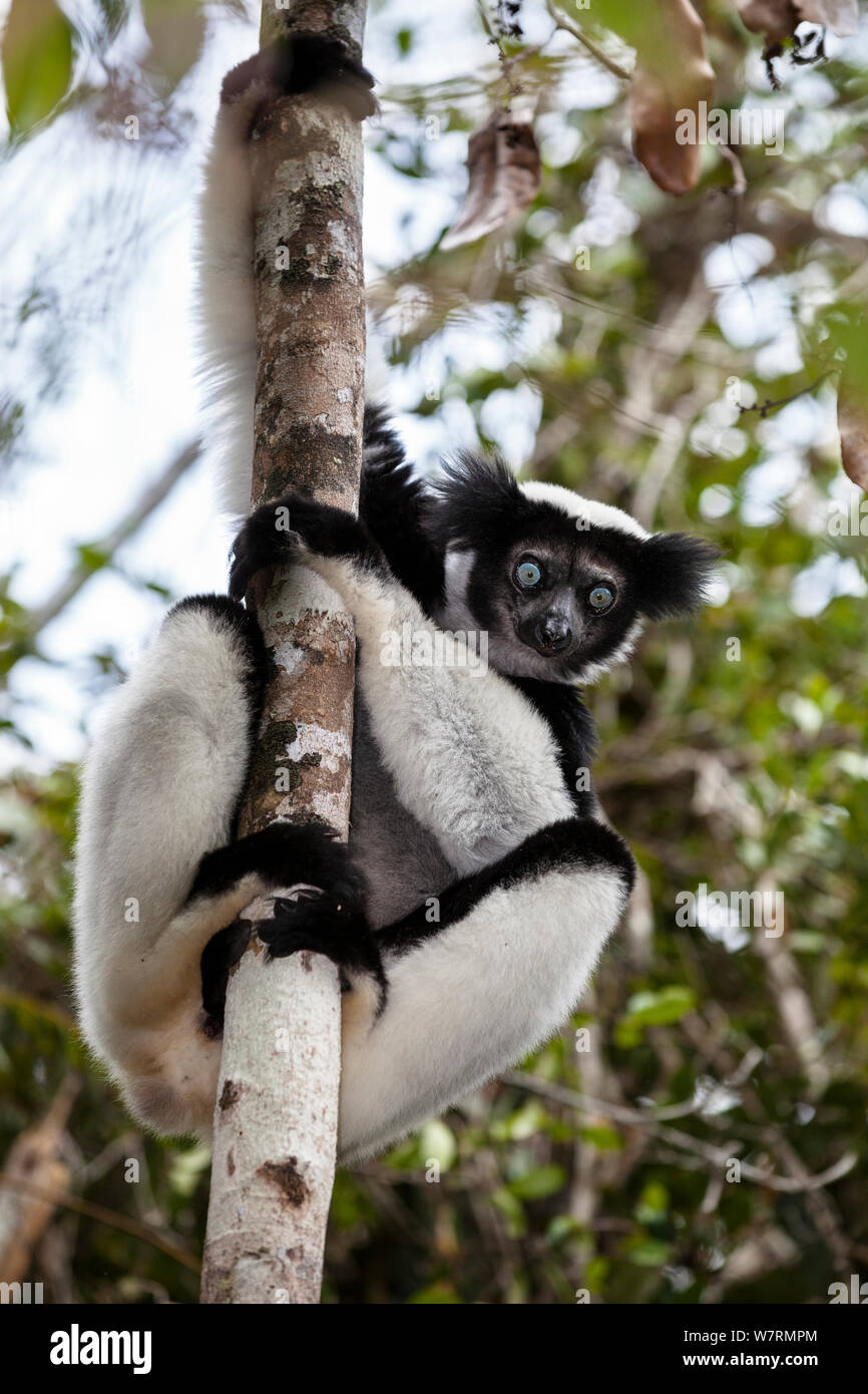 Indri (Indri indri) on rainforest tree, Andasibe Mantadia National Park ...