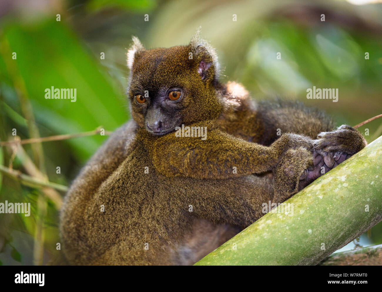 Greater Bamboo Lemur (Prolemur simus) resting, Ranomafana, National ...
