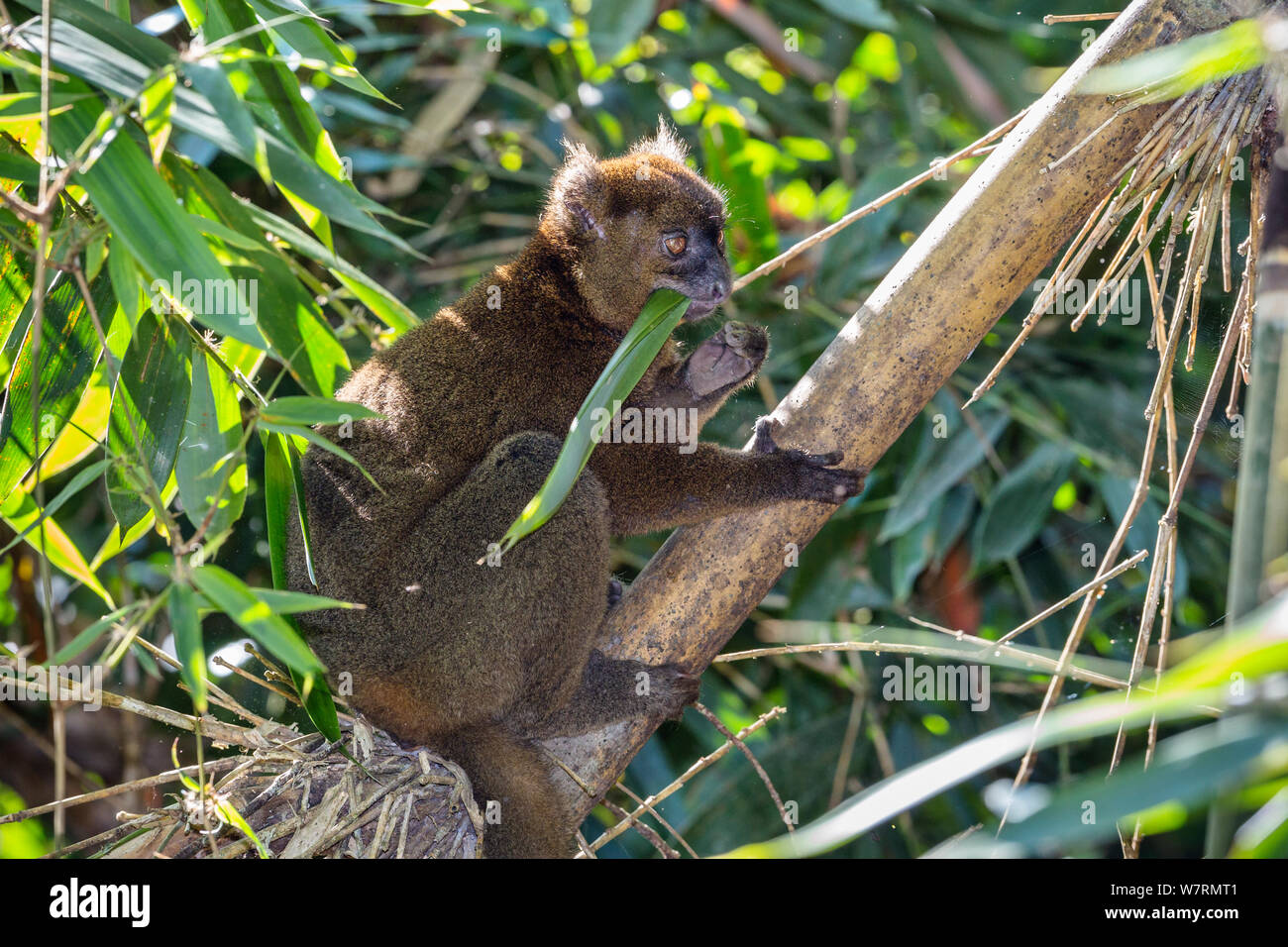 Greater Bamboo Lemur (Prolemur simus) Ranomafana, National Park ...