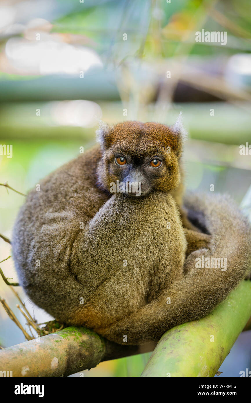 Greater Bamboo Lemur (Prolemur simus) portrait, Ranomafana, National ...