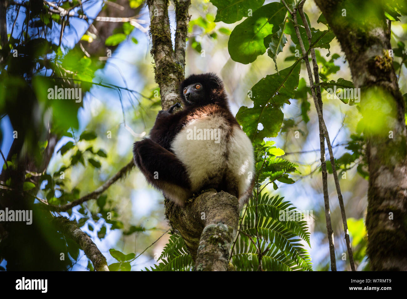 Endangered milne edwardss sifaka hi-res stock photography and images ...