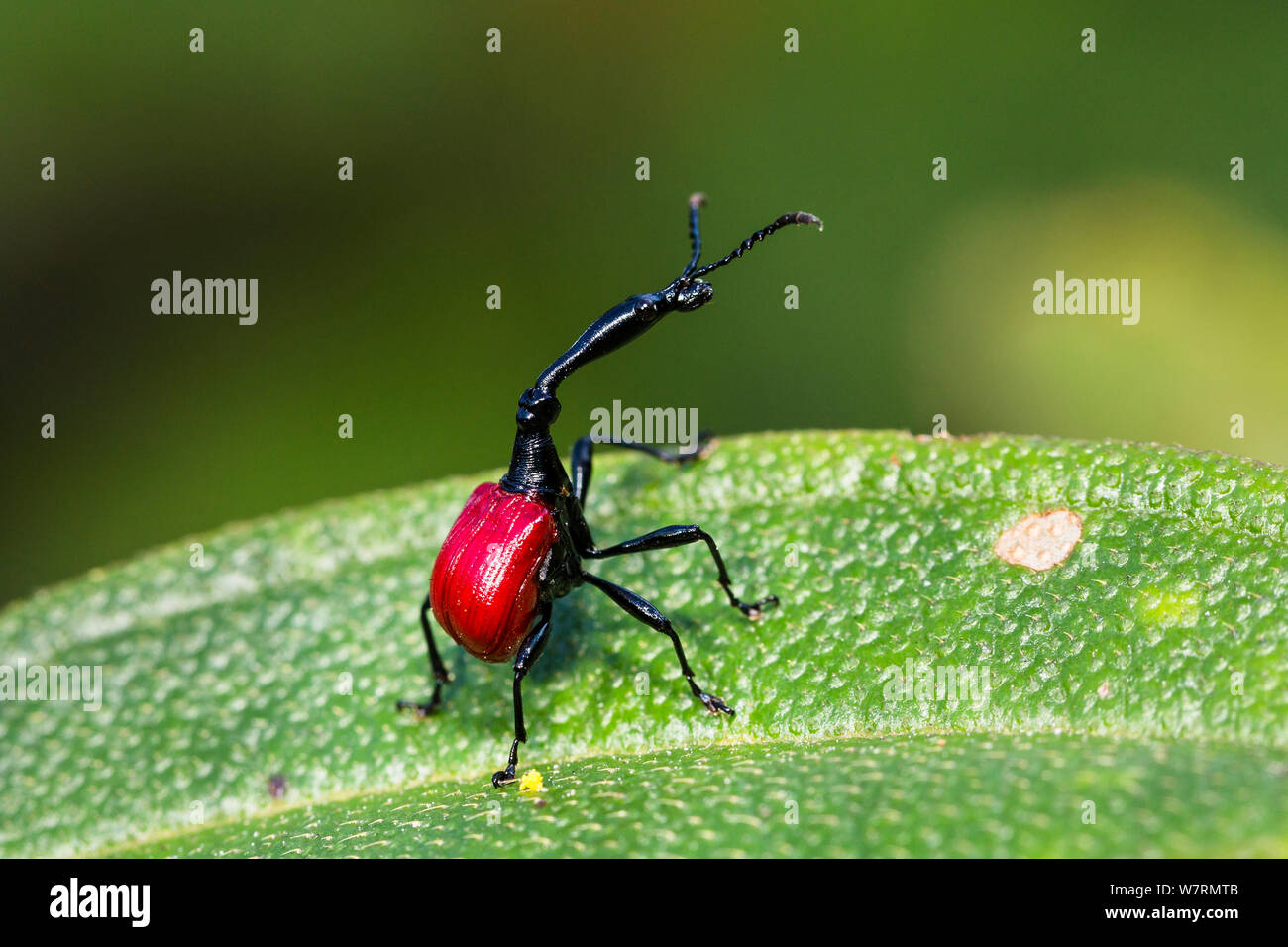 Giraffe Weevil (Trachelophorus giraffa) in the rainforest of Ranomafana ...