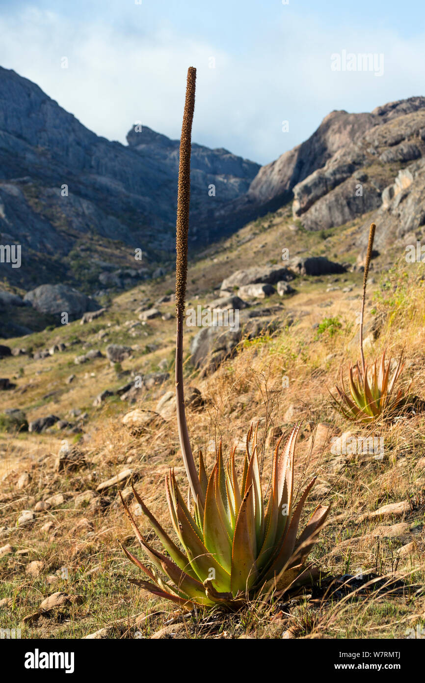 Aloe (Aloe macroclada) Andringitra National Park, Madagascar, Africa ...