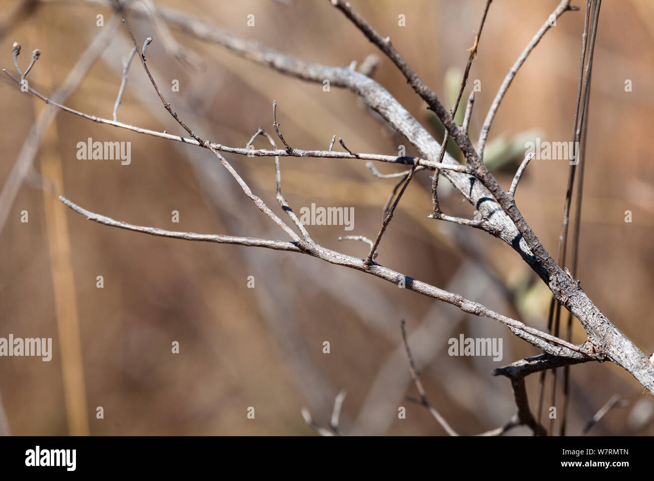 Stick Insect, Isalo National Park, Madagascar, Africa Stock Photo - Alamy