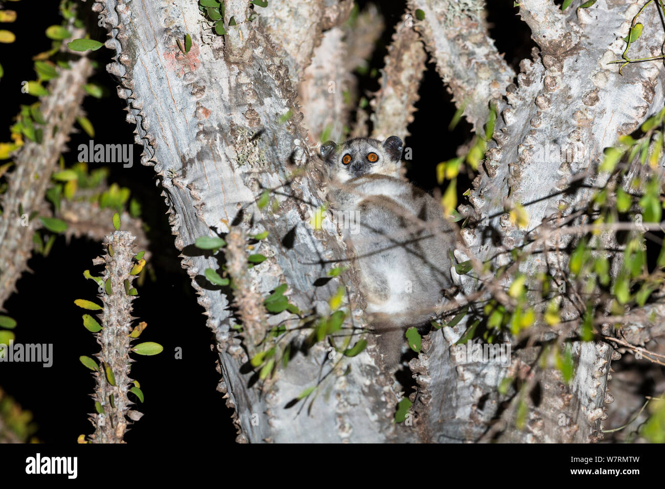 Dry bush weasel lemur hi-res stock photography and images - Alamy