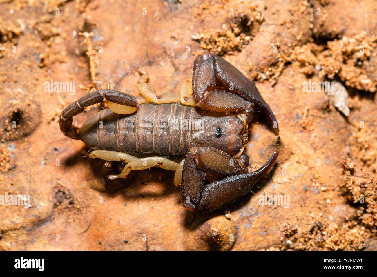 Madagascar scorpion hi-res stock photography and images - Alamy