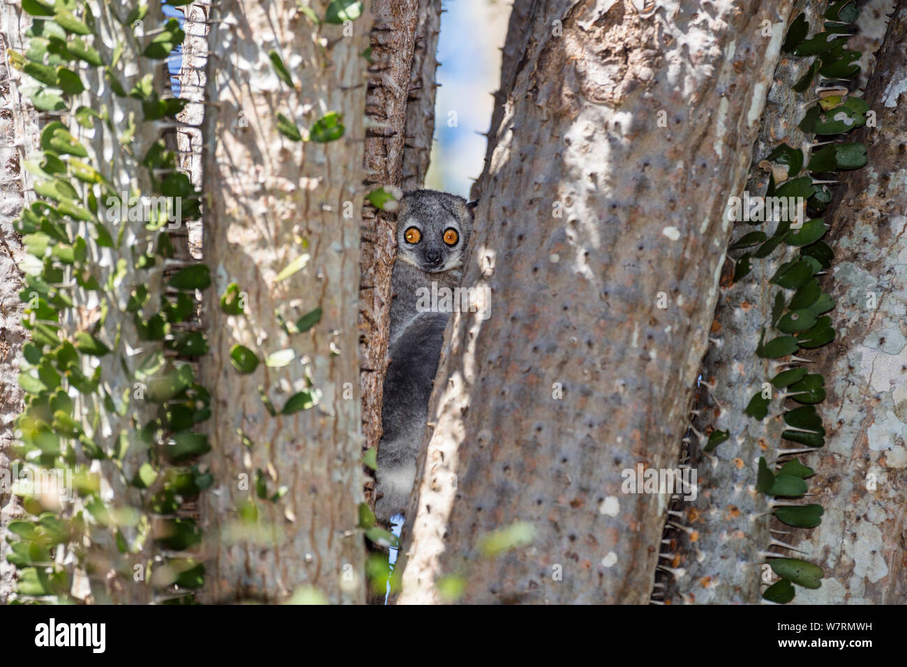 Weasel sportive lemurs hi-res stock photography and images - Alamy