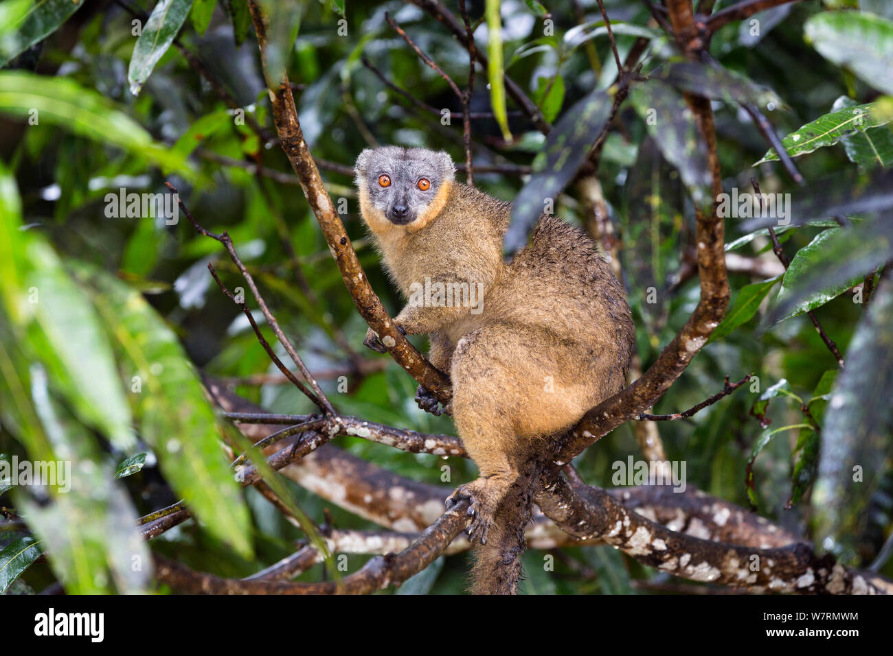 Eulemur melanocephala hi-res stock photography and images - Alamy