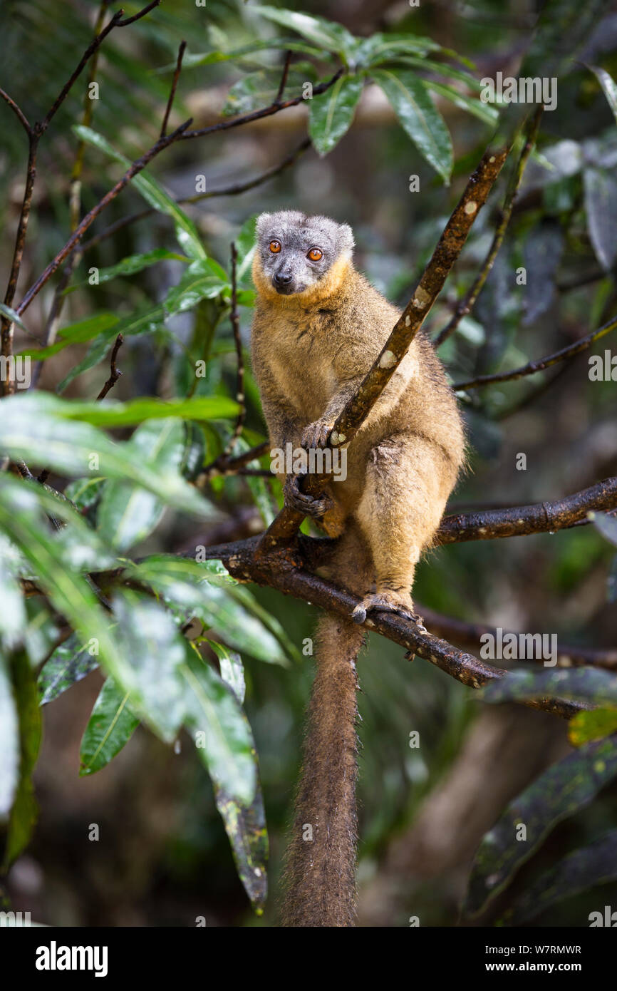 Red collared brown lemur red collared lemur hi-res stock photography ...