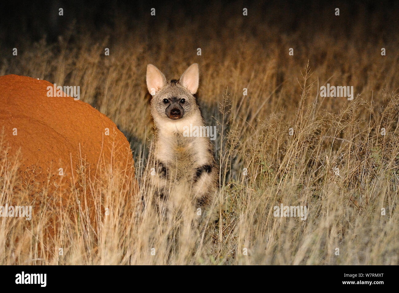 Aardwolf (Proteles cristata) by termite mound at night, Northern Cape ...