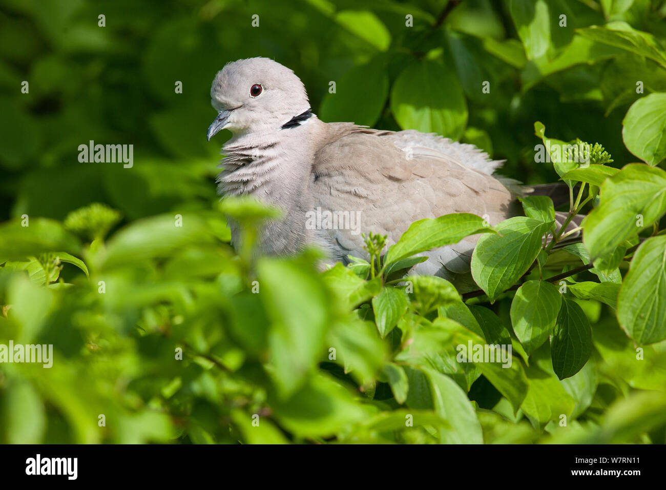 Indian turtle dove hi-res stock photography and images - Alamy