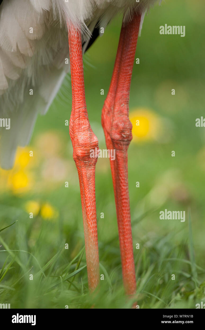 White stork (Ciconia ciconia) captive, red legs of adult bird, close-up ...