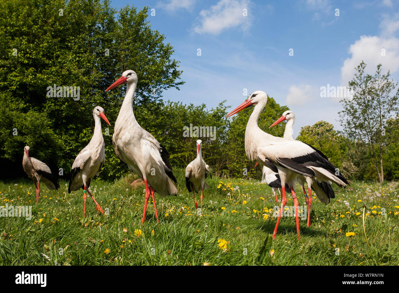 White stork (Ciconia ciconia) captive, group of adults waiting to be fed in spring meadow ...