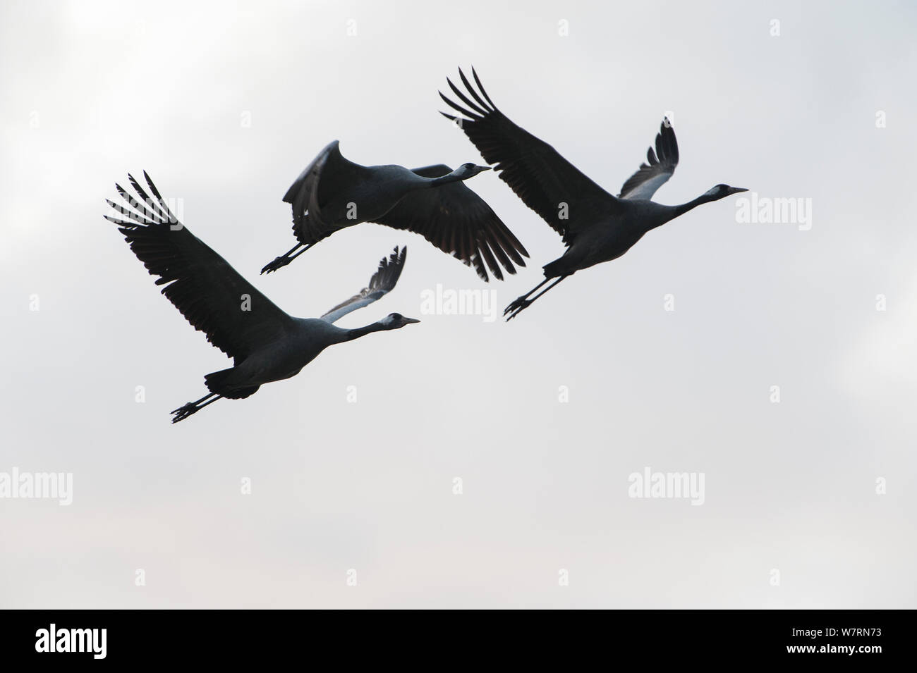 Adult birds hi-res stock photography and images - Alamy