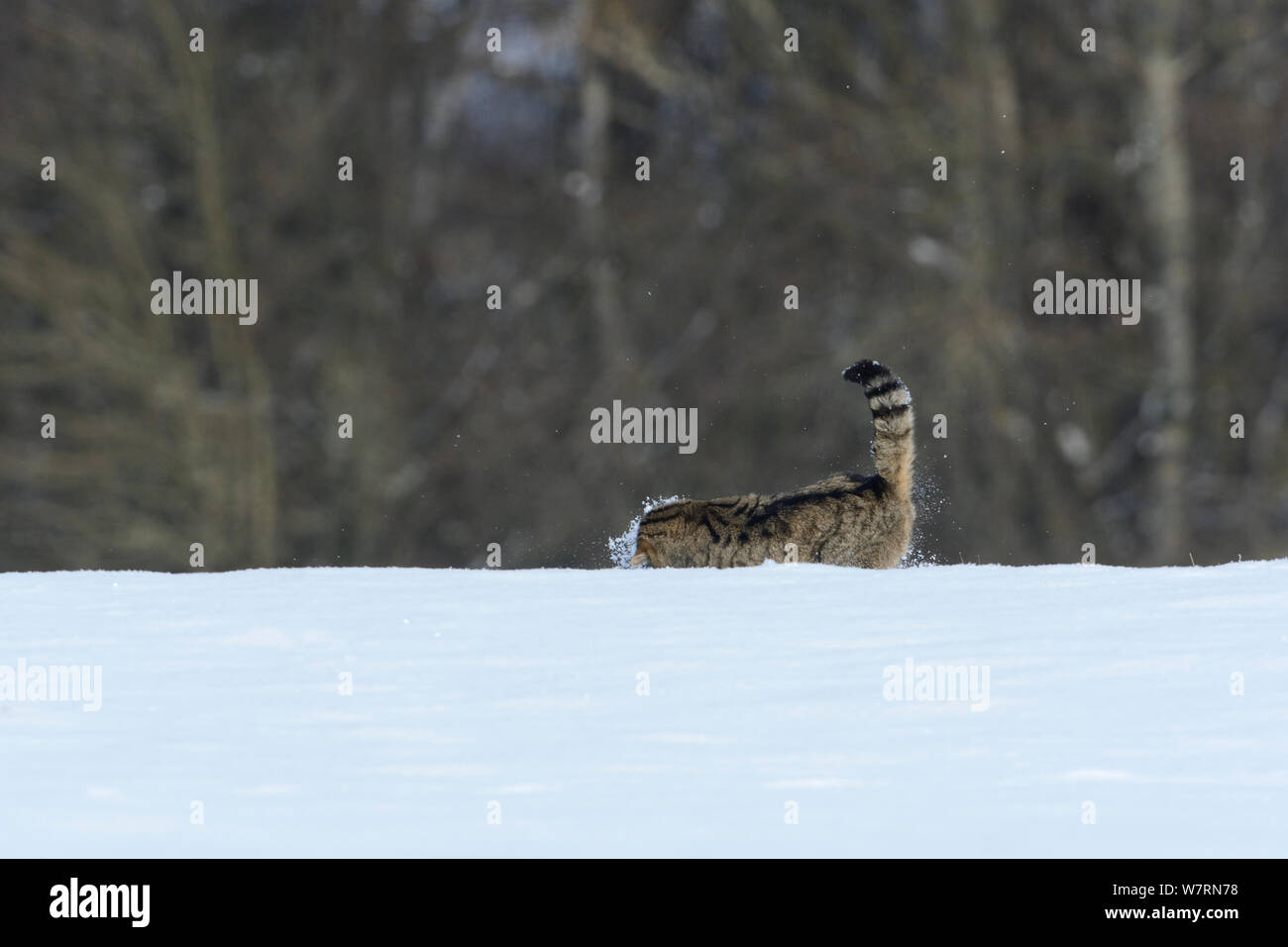 Wildcat with prey snow hi-res stock photography and images - Alamy