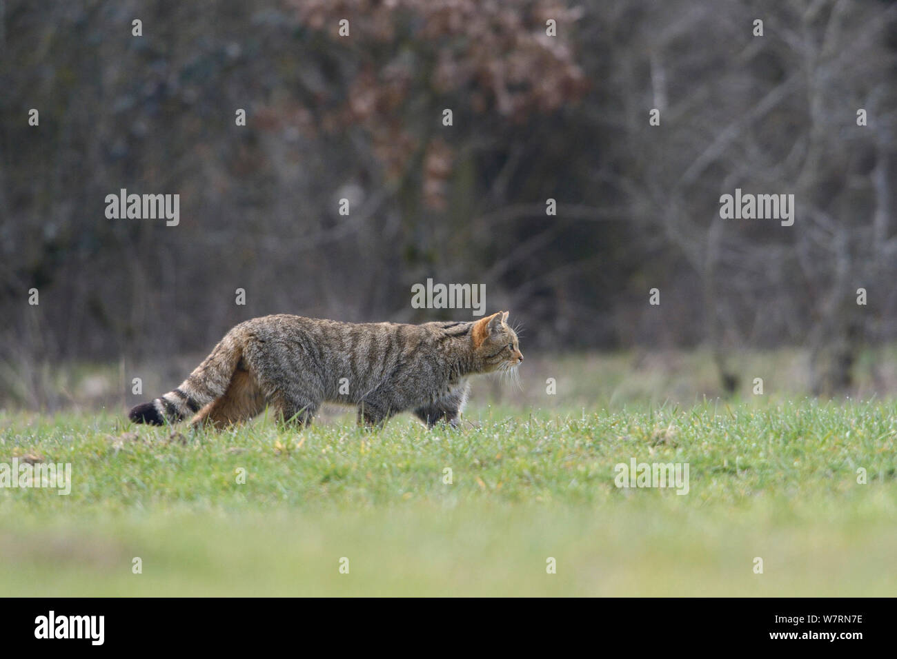 Wildcat (Felis silvestris) walking through grassland near wood, Vosges ...