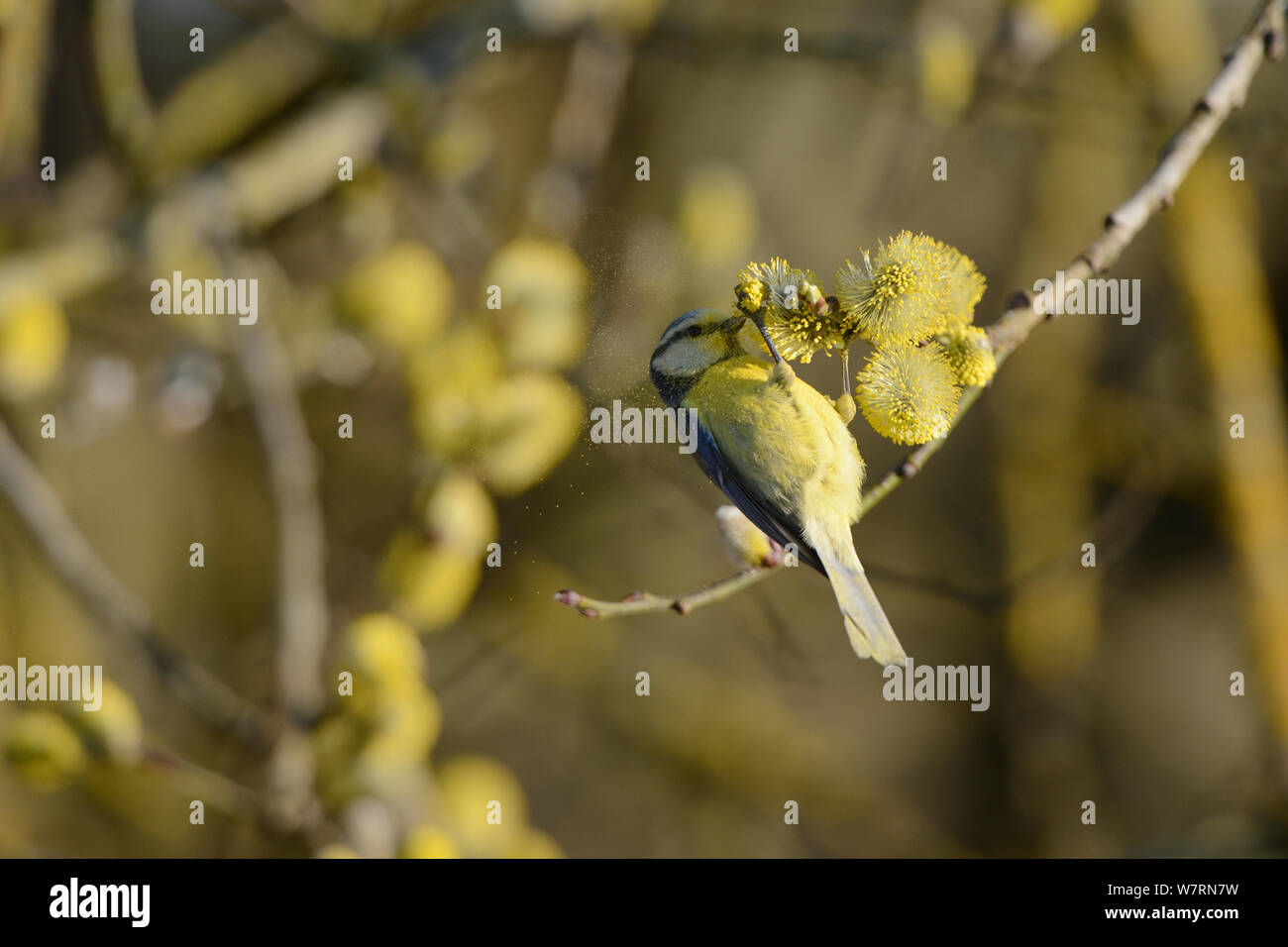 Blue tit, (Parus caeruleus), searching for insects in Willow (Salix ...
