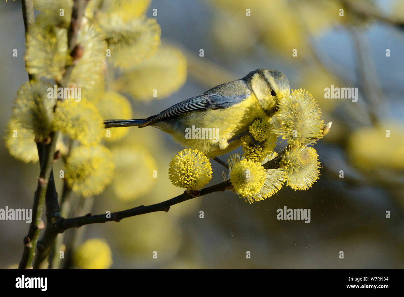 Blue tit, (Parus caeruleus), searching for insects in Willow (Salix ...