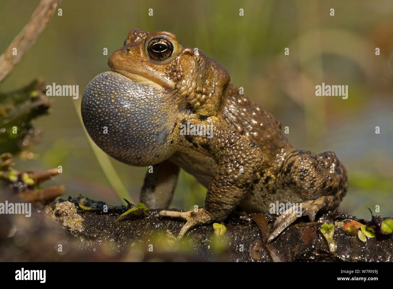 American toad (Anaxyrus americanus) male with vocal sac inflated whilst ...