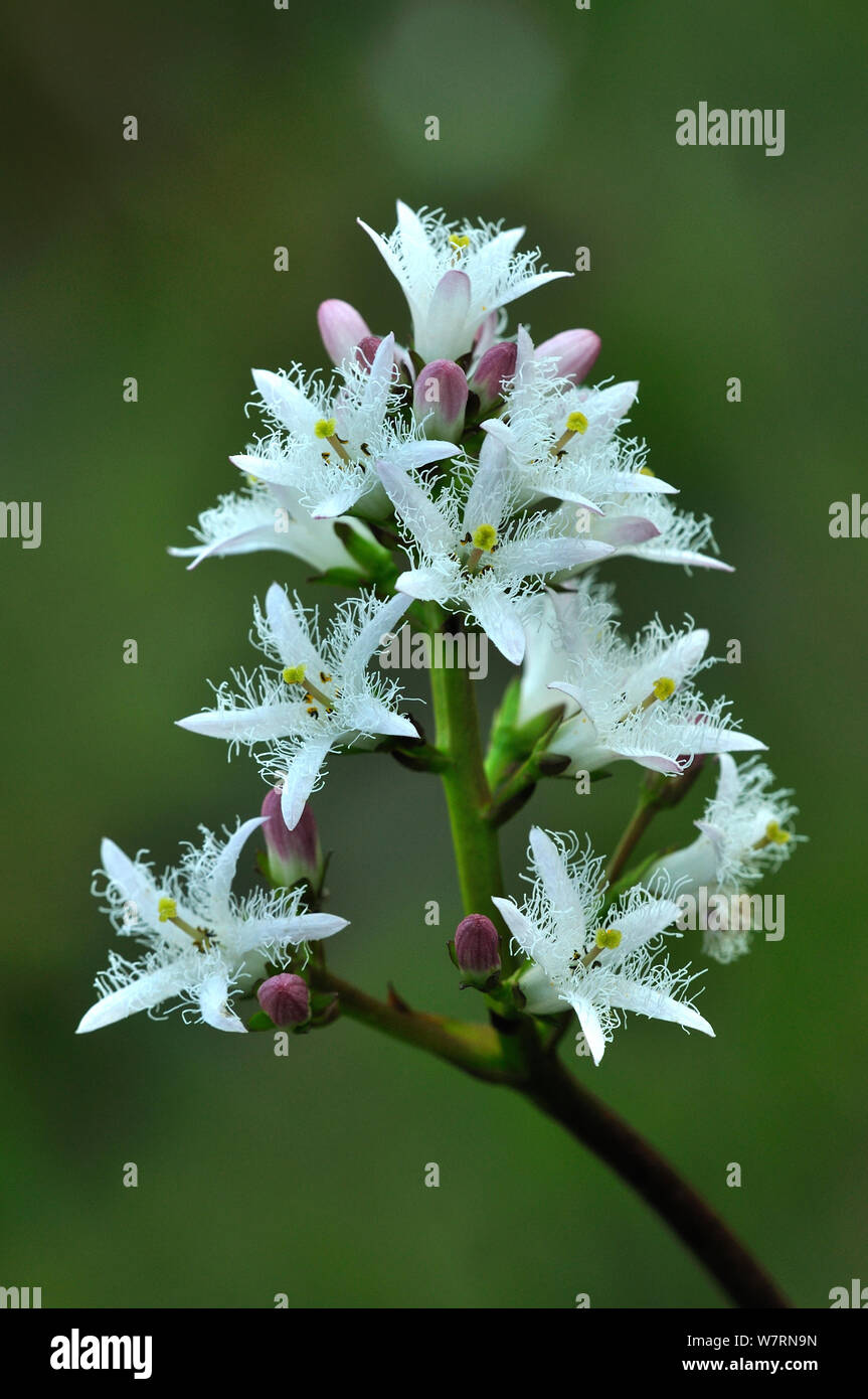 Bogbean (Menyanthes trifoliata) in flower. Dorset, UK May Stock Photo ...