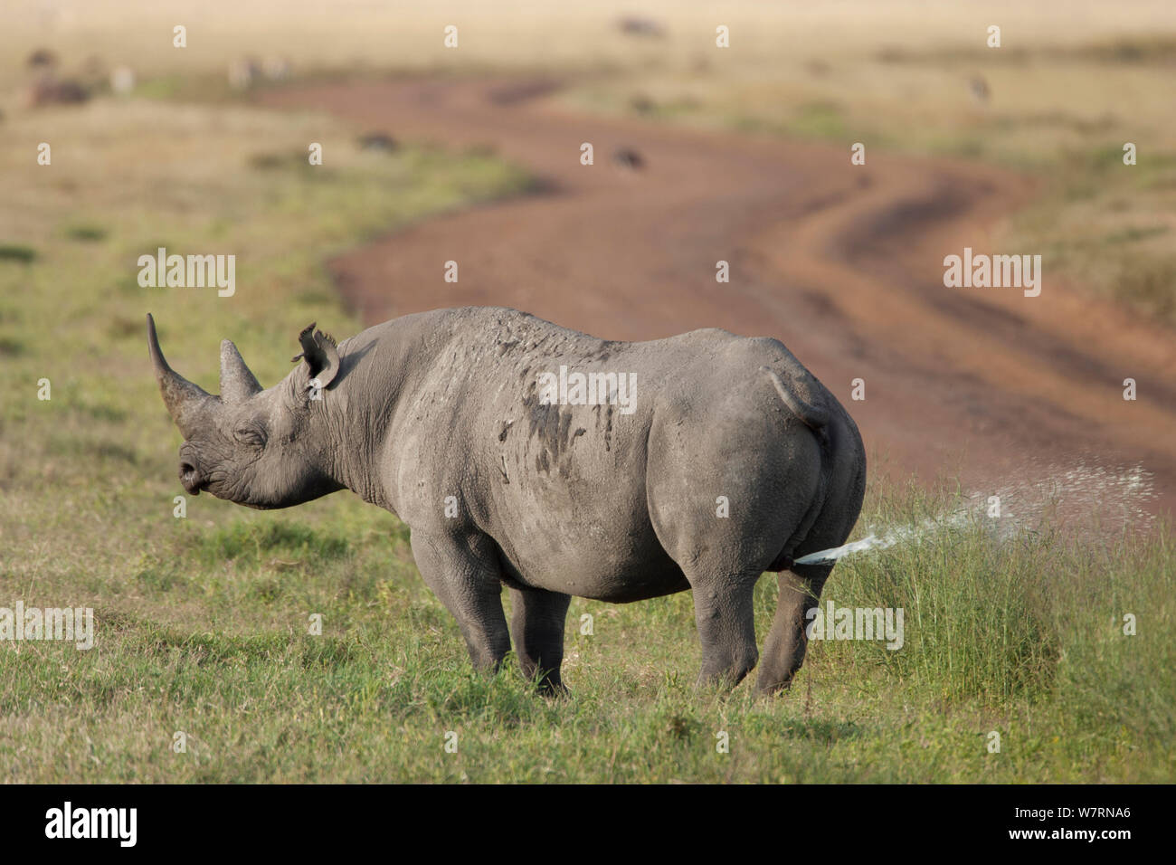 Diceros bicornis dung hi-res stock photography and images - Alamy