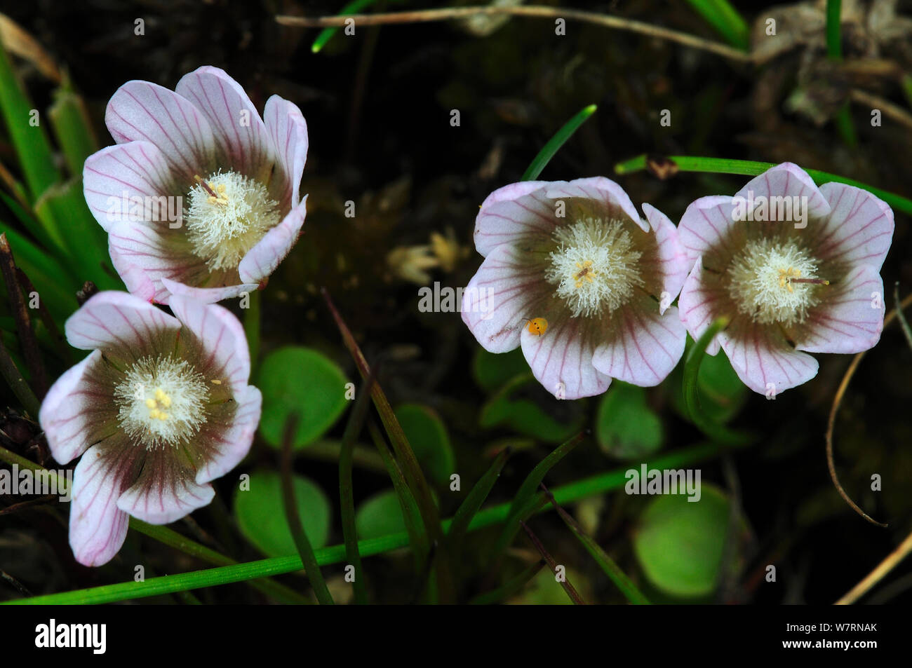 Bog pimpernel (Anagallis tenella) in flower. Studland Heath, Dorset, UK ...