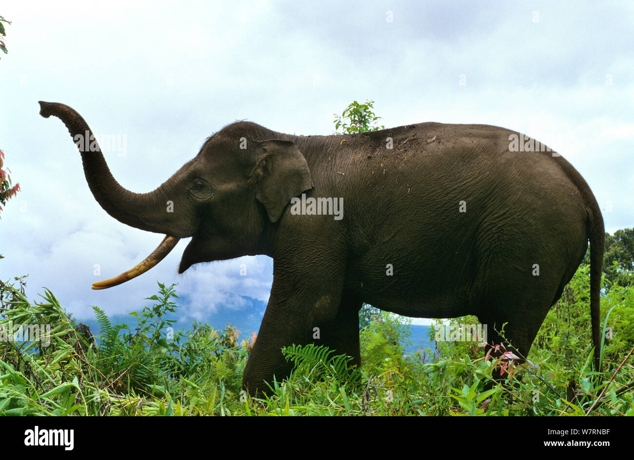 Sumatran elephant (Elephas maximus sumatranus) portrait, Sumatra ...