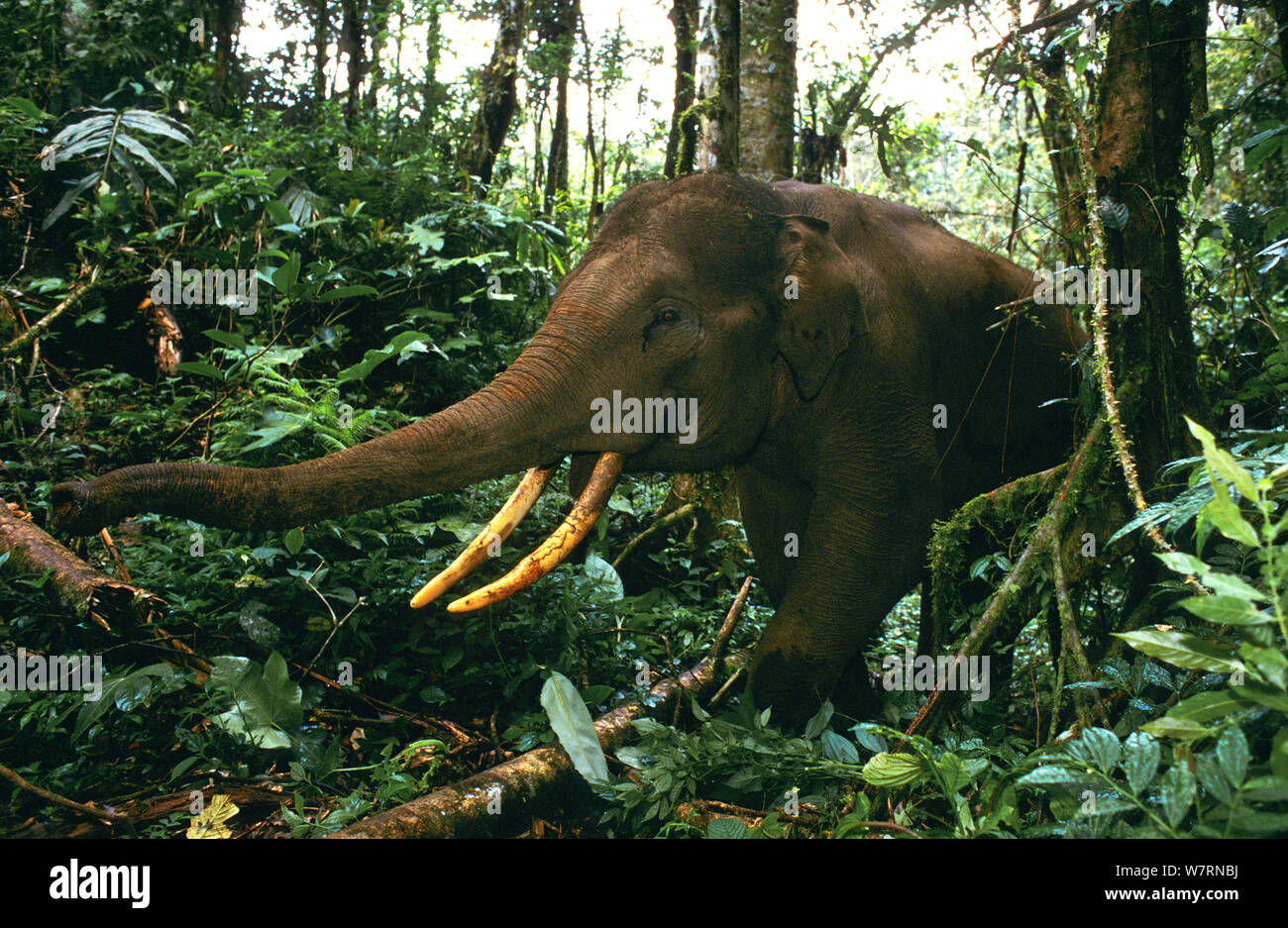 Sumatran elephant (Elephas maximus sumatranus) portrait, Sumatra ...