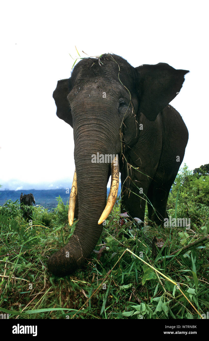 Sumatran elephant (Elephas maximus sumatranus) portrait, Sumatra ...