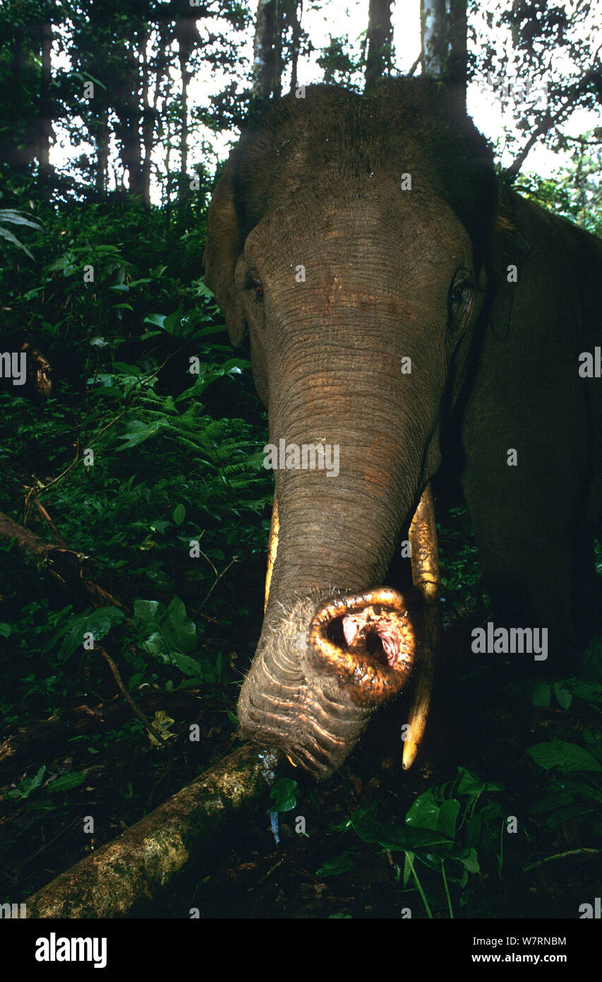 Sumatran elephant (Elephas maximus sumatranus) portrait, Sumatra ...