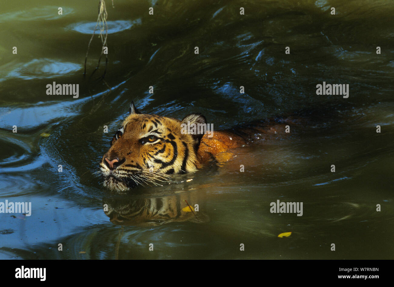 Malayan Tiger (Panthera tigris jacksoni) in river, Malaysia. Endangered ...