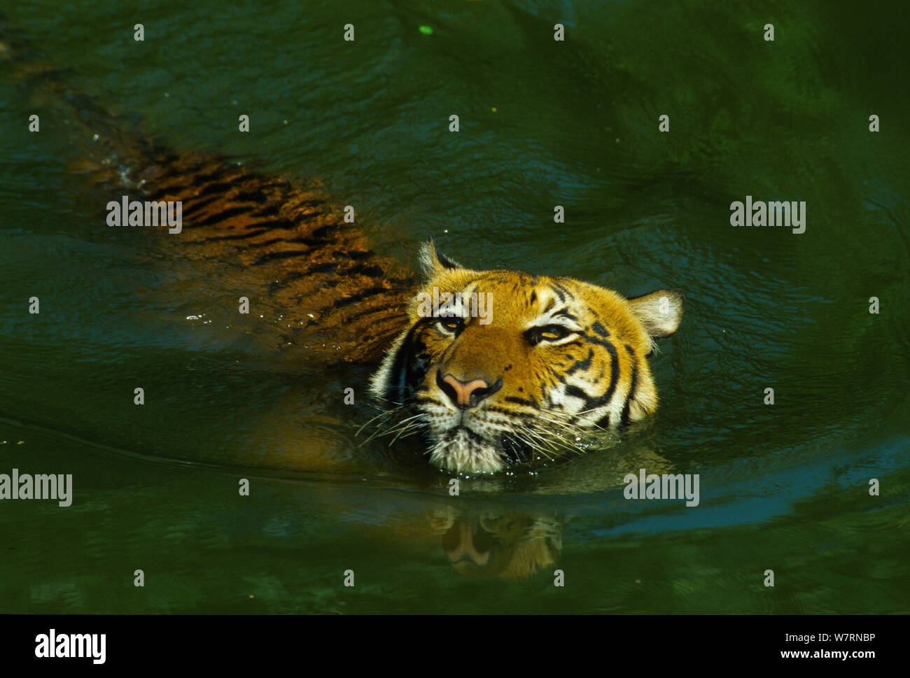 Malayan Tiger (Panthera tigris jacksoni) in river, Malaysia. Endangered ...