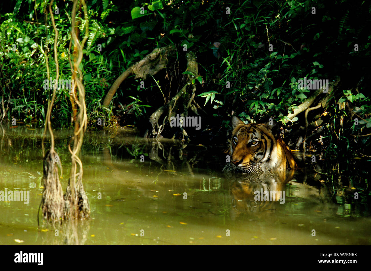 Malayan Tiger (Panthera tigris jacksoni) in river, Malaysia. Endangered ...