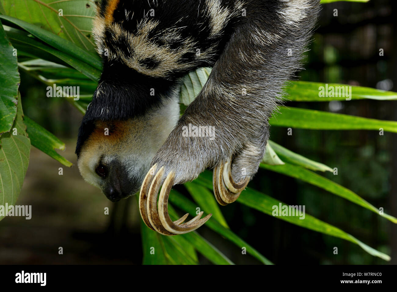 Sloths close up hi-res stock photography and images - Alamy