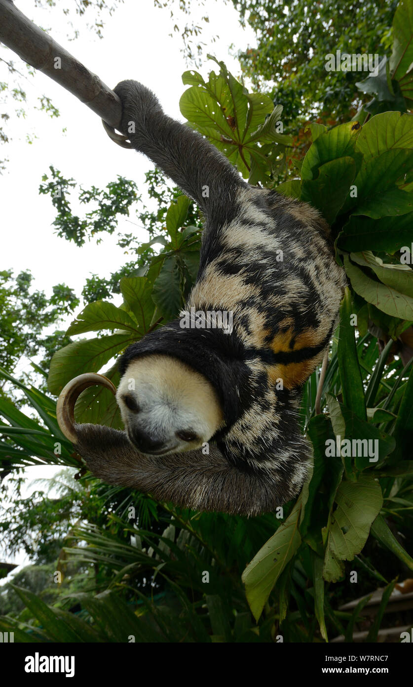 Pale throated three toed sloth hi-res stock photography and images - Alamy