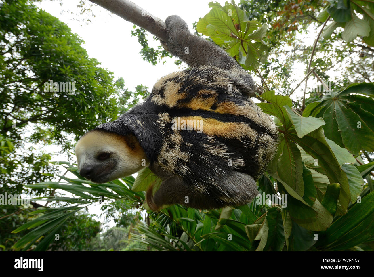 Pale-throated sloth / Aï (Bradypus tridactylus) climbing along branch ...