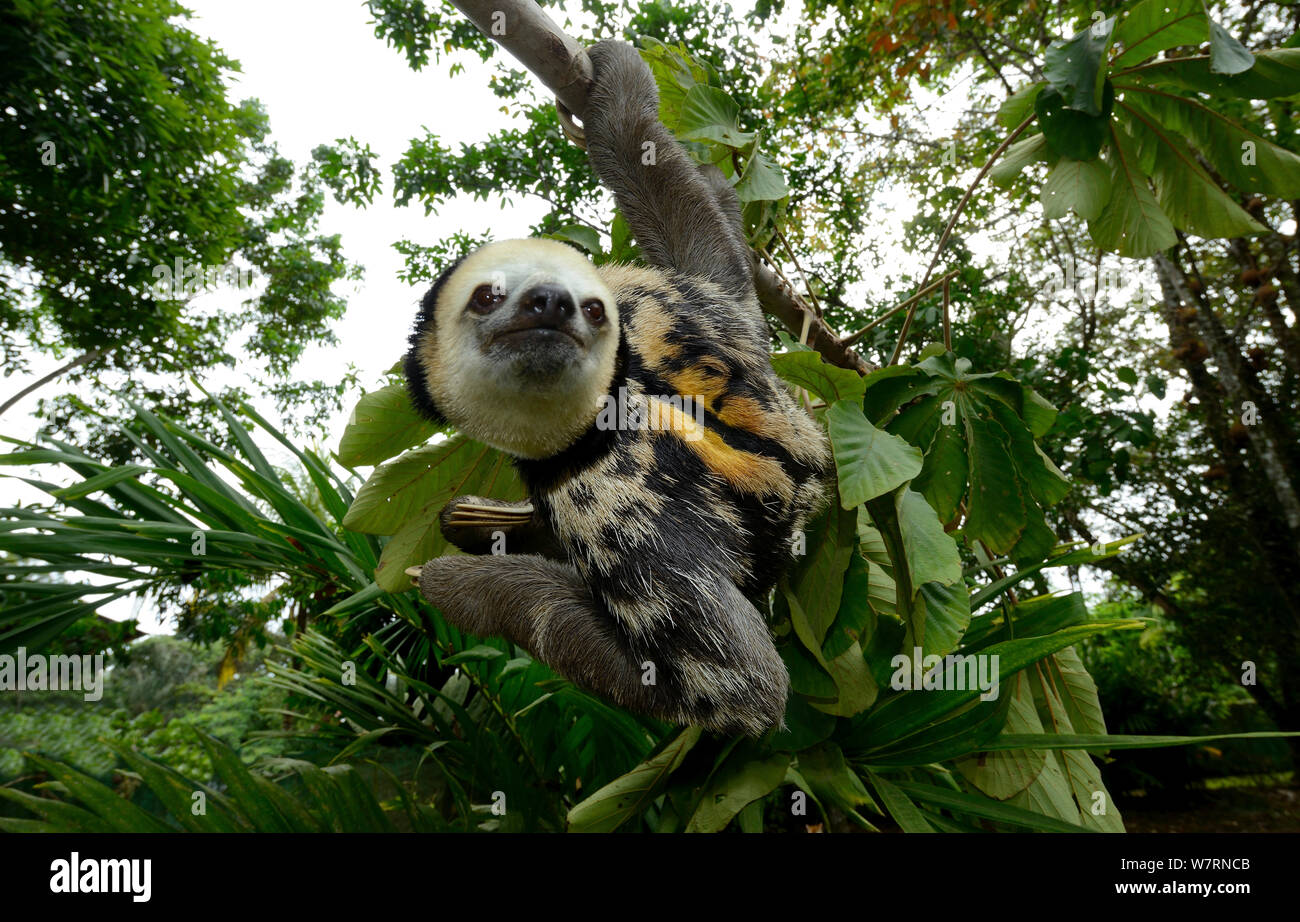 Pale-throated sloth / Aï (Bradypus tridactylus) climbing along branch ...
